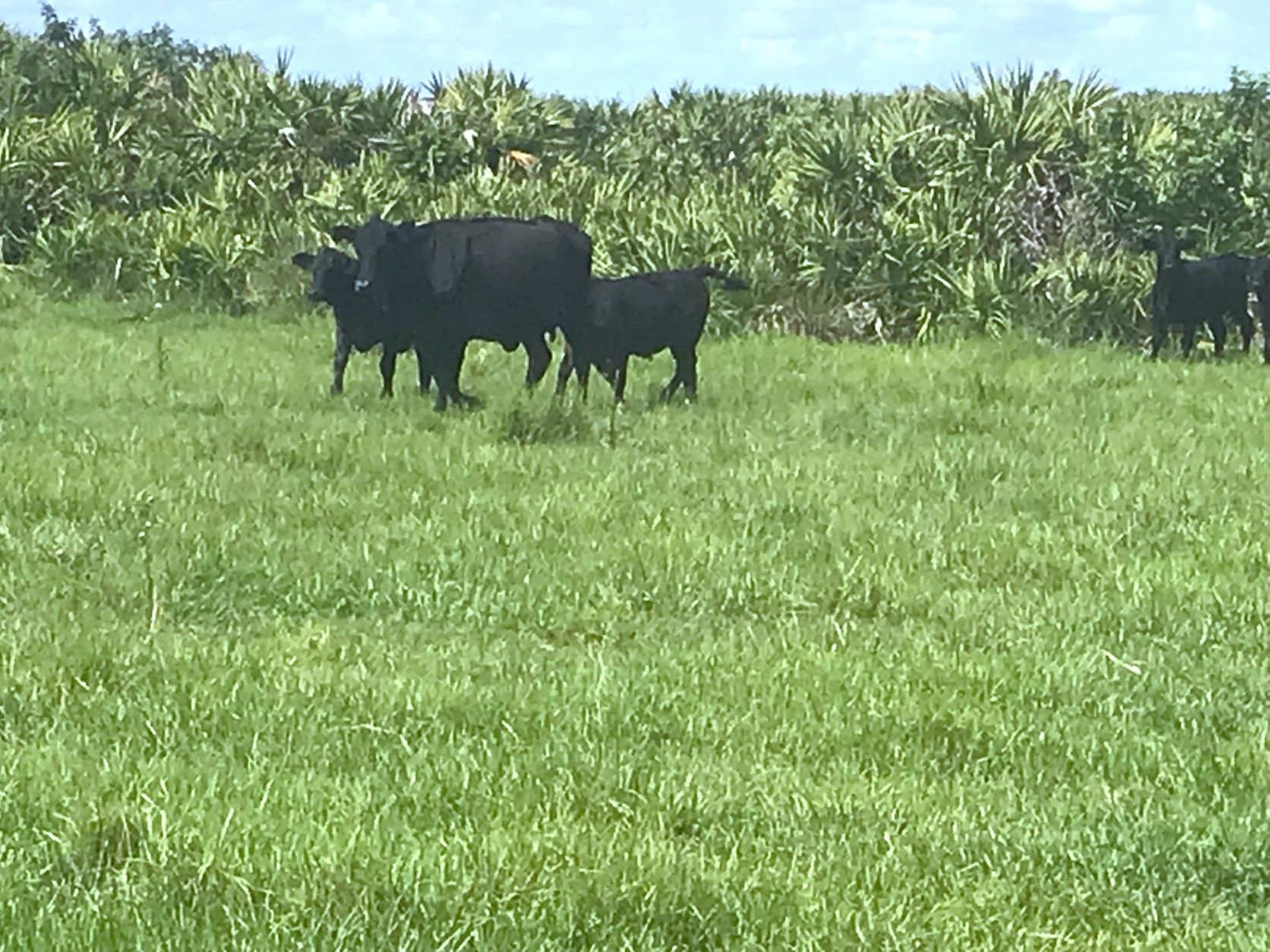 65+ Acre Ranch in Basinger - Florida Inland Realty